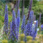 Rock Star Plants - Ventnor Botanic Garden