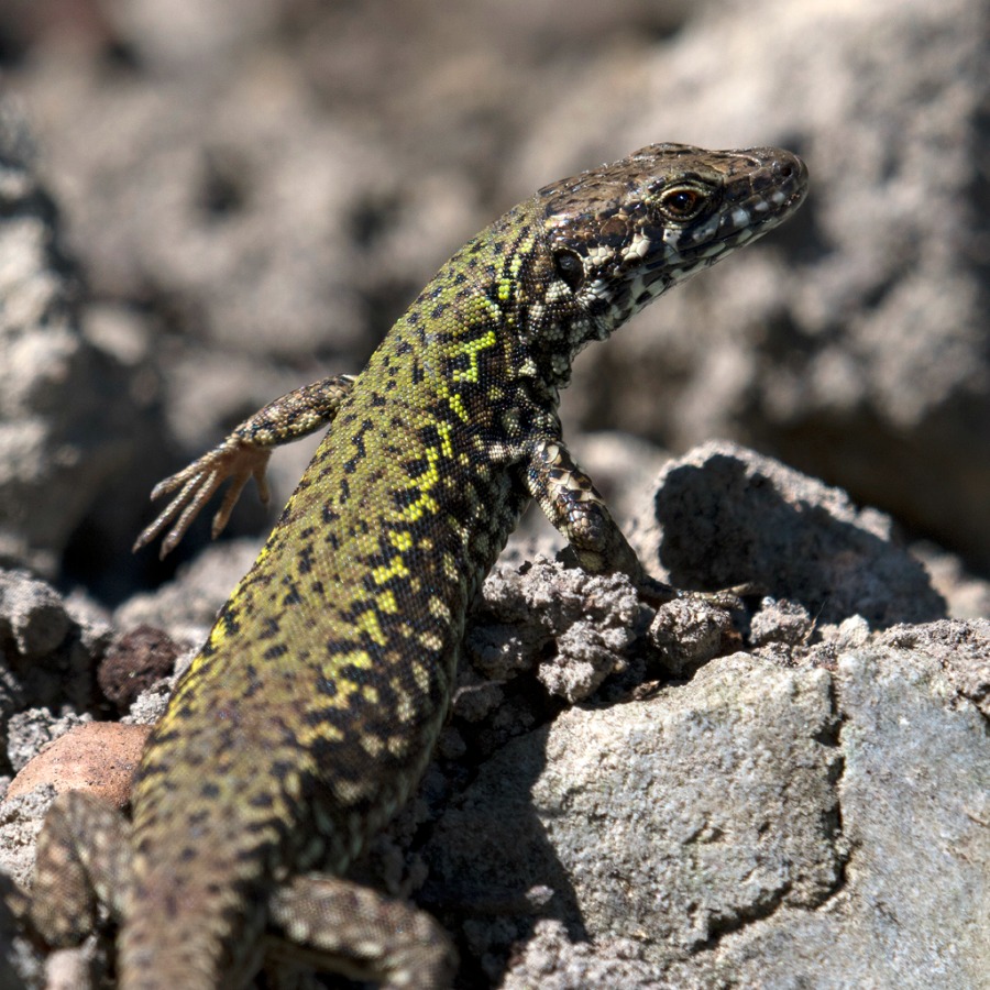 Home - Ventnor Botanic Garden
