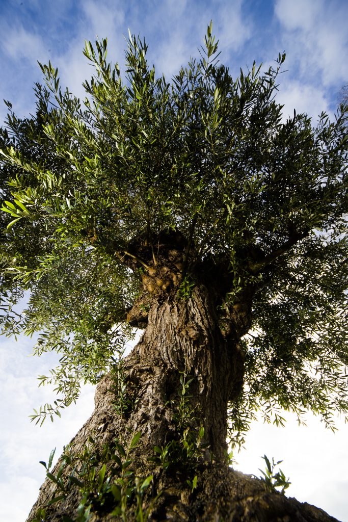 Getting around - Ventnor Botanic Garden