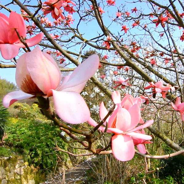 Home - Ventnor Botanic Garden