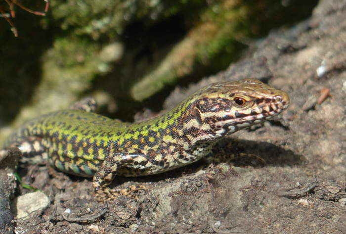 Meet our Wall Lizards - Ventnor Botanic Garden